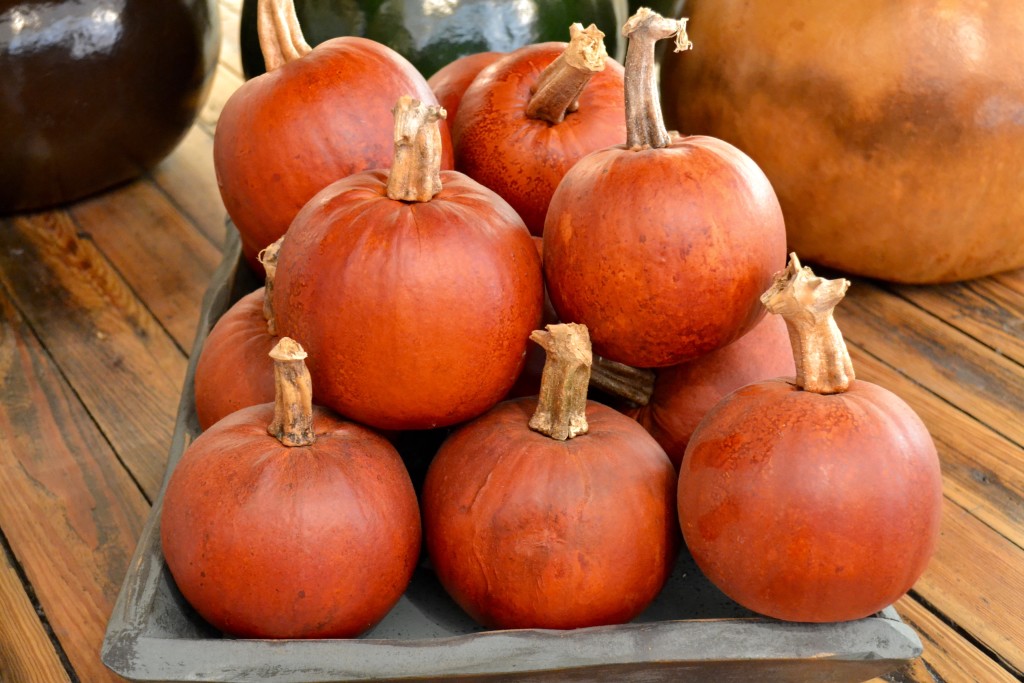 Pumpkin Madness... - My Veg Table